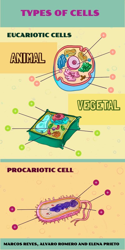 Types of cells | Genially