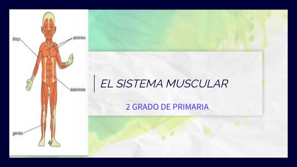 TEMA 1: SISTEMA MUSCULAR