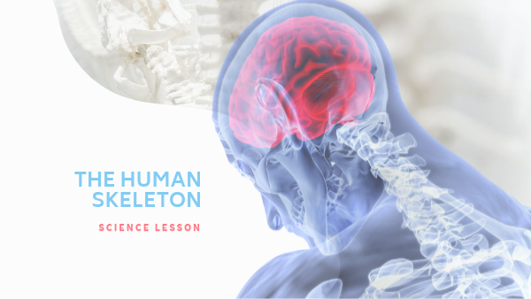 Human skeleton | Genially