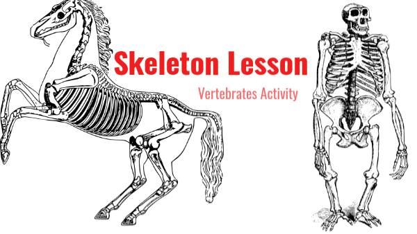 Guess the aninal skeleton | Genially