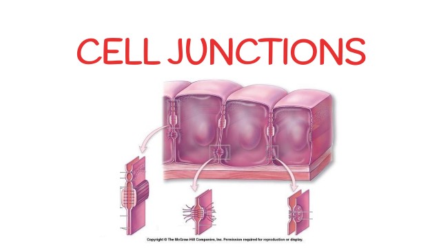 Cell junctions