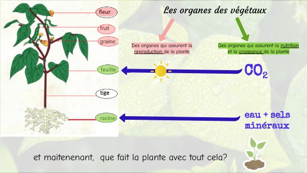 4C5a4 photosynthèse | Genially