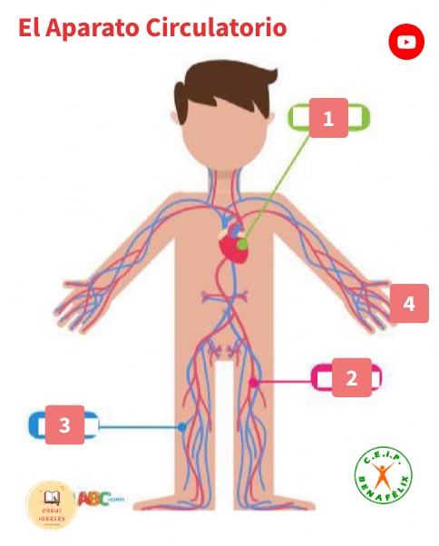 El Aparato Circulatorio