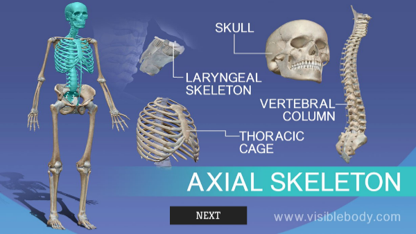 Axial skeleton
