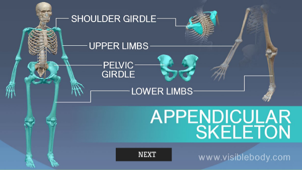 Appendicular skeleton | Genially