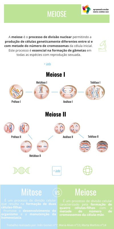 Meiose | Genially