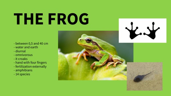 the frog | Genially
