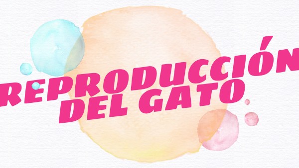 REPRODUCCIÓN DE UN GATO