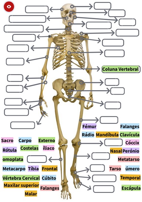 Ossos do Corpo Humano | Genially