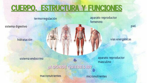 CUERPO, ESTRUCTURA Y FUNCIONES II | Genially