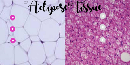 Adipose tissue | Genially