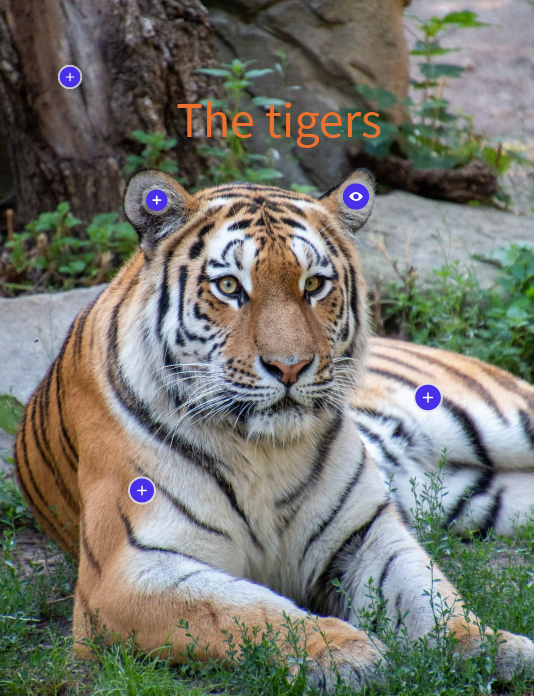 The tiger