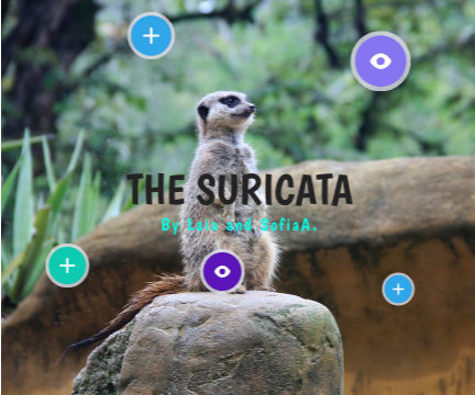 The suricata