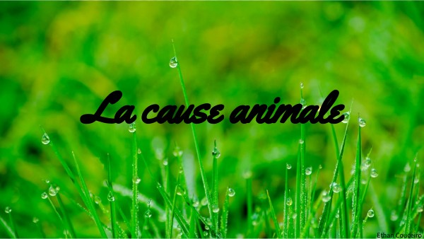 La cause animale