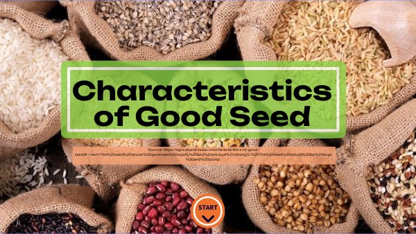Lesson: Characteristics of Goods Seeds | Genially