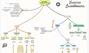 MAPPA SCHELETRO VANESSAmage