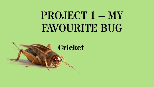 PROYECT CRICKET