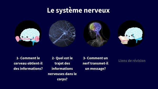 4ème Le système nerveux | Genially