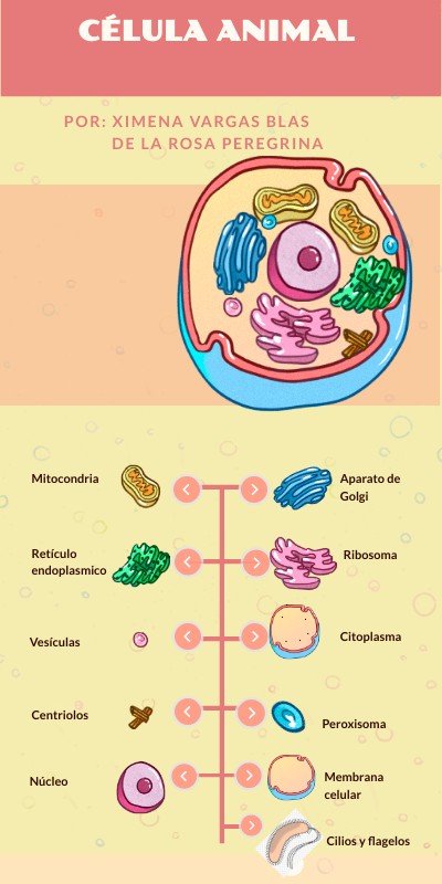 INFO VERTICAL CÉLULAS | Genially