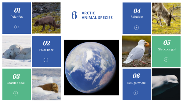 Arctic animals | Genially