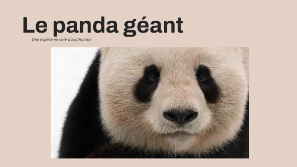 Présentation panda géant | Genially