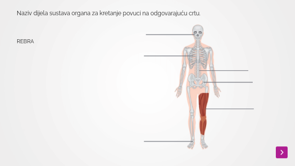 Sustav organa za kretanje (2) | Genially