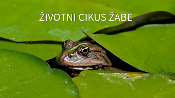 ŽIVOTNI CIKLUS ŽABE | Genially