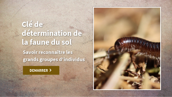 Clé de détermination de la petite faune du sol | Genially