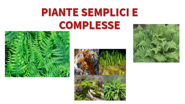 PIANTE SEMPLICI E COMPLESSE | Genially