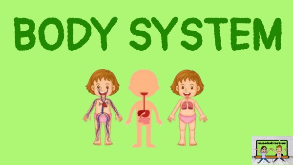 BODY SYSTEM