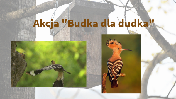 Budka dla dudka | Genially