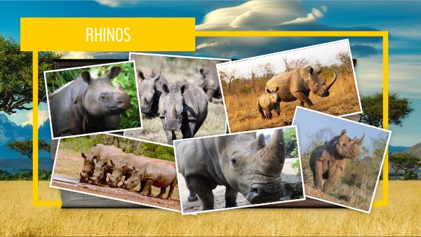 rhinos | Genially