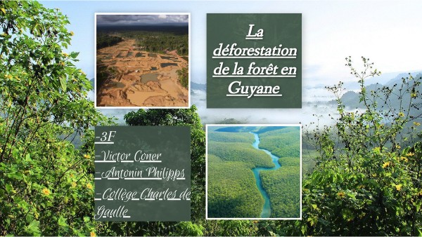 deforestation Guyane | Genially
