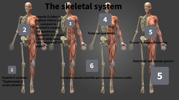 skeletal system genially