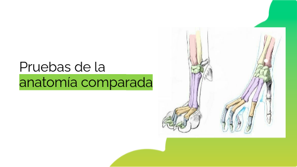 anatomia comparada | Genially