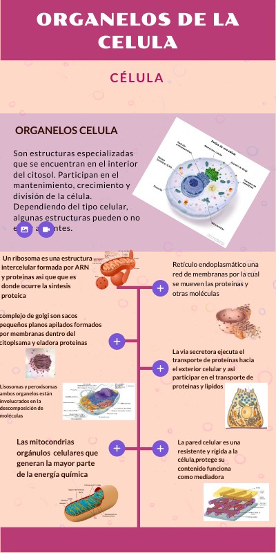 Organelos Y Sus Funciones Célula: Estructura Y Funciones