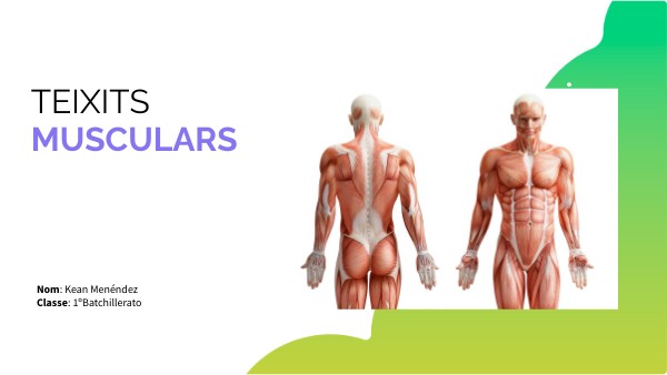 TEIXITS MUSCULARS