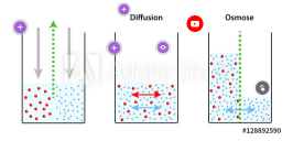 Diffusion und Osmose | Genially