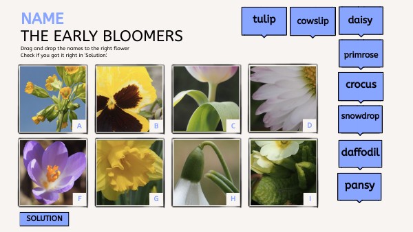Name the Early Bloomers | Genially