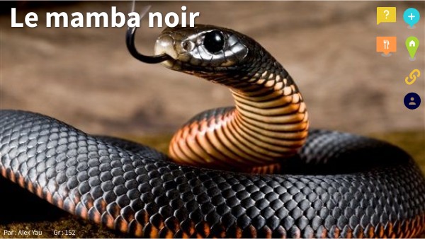 Recherche d'animaux (Le mamba noir)