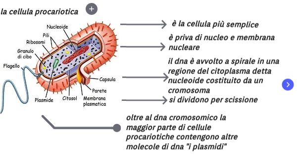 Disegno Della Membrana Nucleare