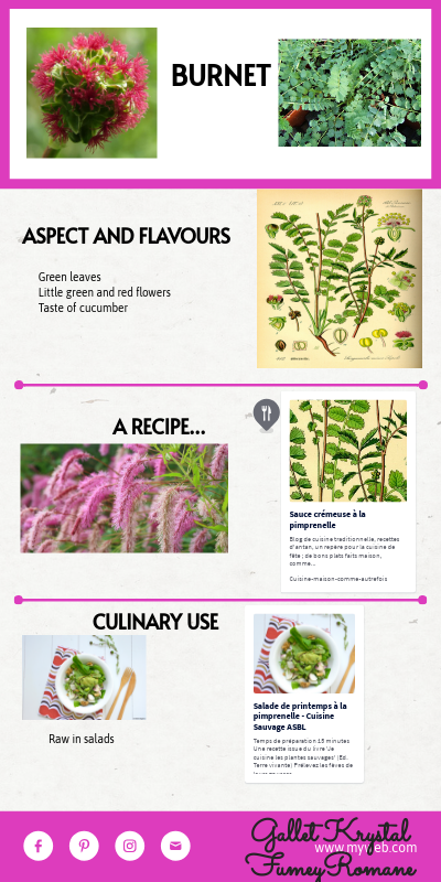 Burnet Vauban Kitchen Garden copie