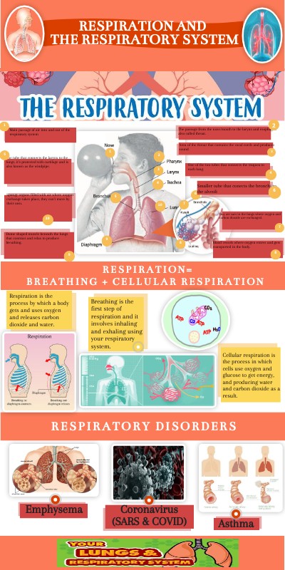 The Respiratory System | Genially