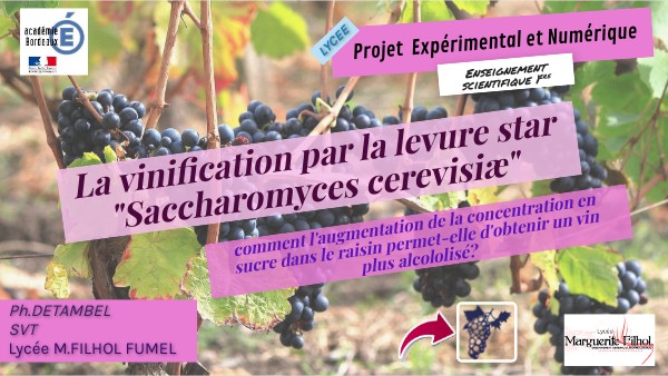 projet 11 - Saccharomyces cerevisiæ et vinification