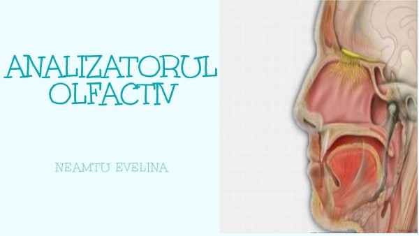 Analizatorul olfactiv | Genially