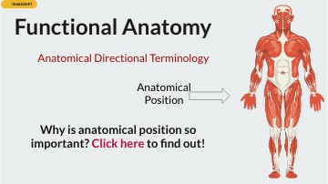 Lecture: Anatomical Directional Terminology Stock