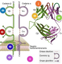 TCR estructura | Genially