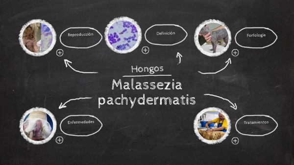 Malassezia pachydermatis | Genially