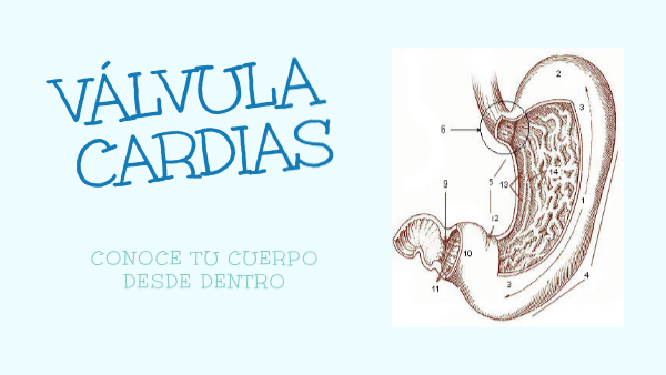 Válvula cardias | Genially