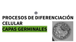 Diferenciación celular, Capas germinativas.